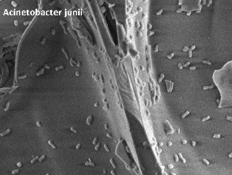 Galerija fotografija - Biološki odsjek PMF-a