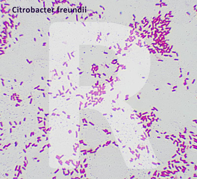 Galerija fotografija - Biološki odsjek PMF-a
