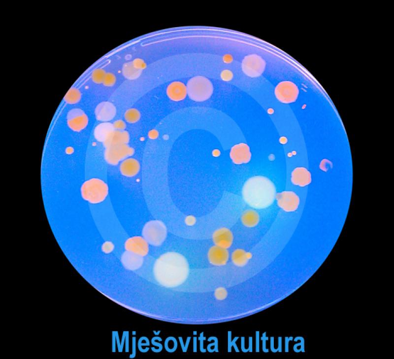 Galerija fotografija - Biološki odsjek PMF-a